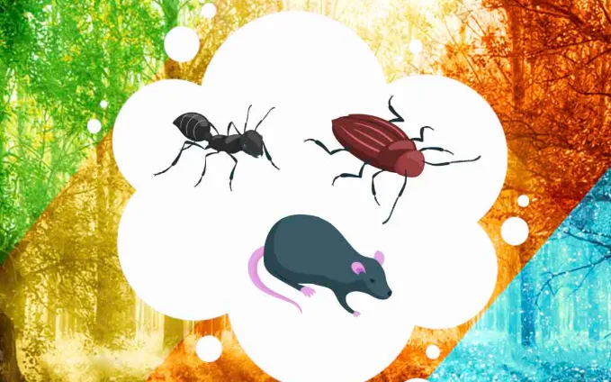 How Seasonal Changes Affect Pest Behavior and How to Stay Prepared ...